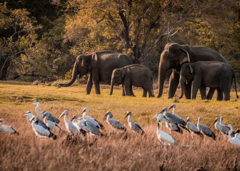 5-Day Private Sri Lanka Trip-Hotels, Breakfast & Luxury Car - Scenery and Views: The Heart of the Experience