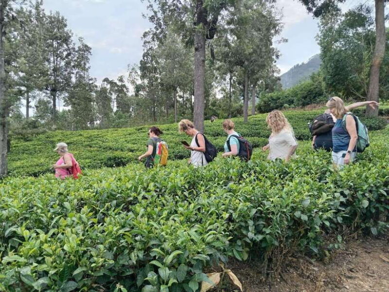 5-Day Private Sri Lanka Trip-Hotels, Breakfast & Luxury Car - Value and Overall Impression