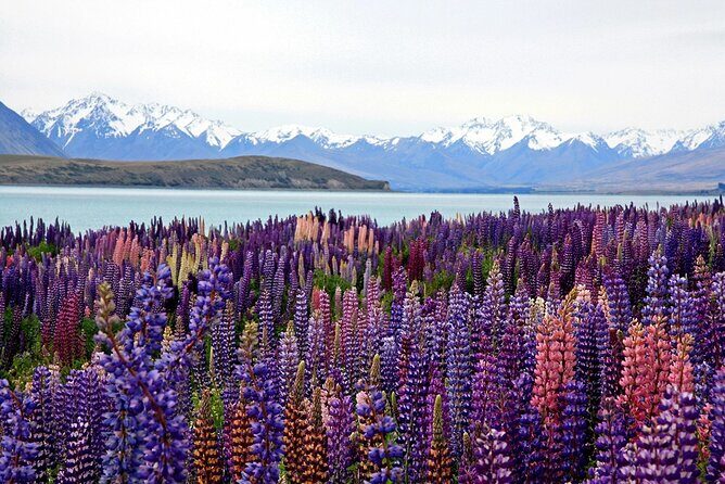 5-Day South Island Tour from Christchurch - Analyzing the Experience