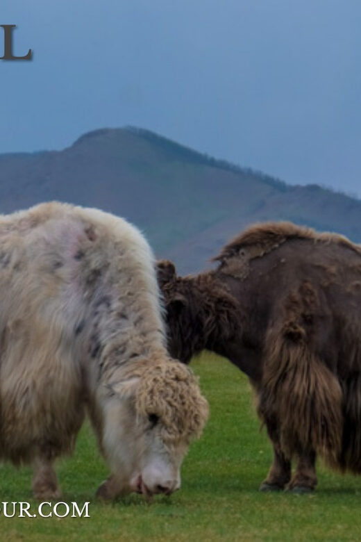 5 day /Terelj, Chinggis Khaan statue, Central Mongolia - Final Thoughts