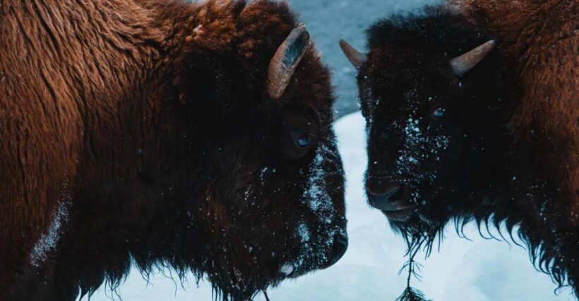 5-Day Winter Yellowstone Wildlife Tour - An In-Depth Look at the Yellowstone Winter Experience