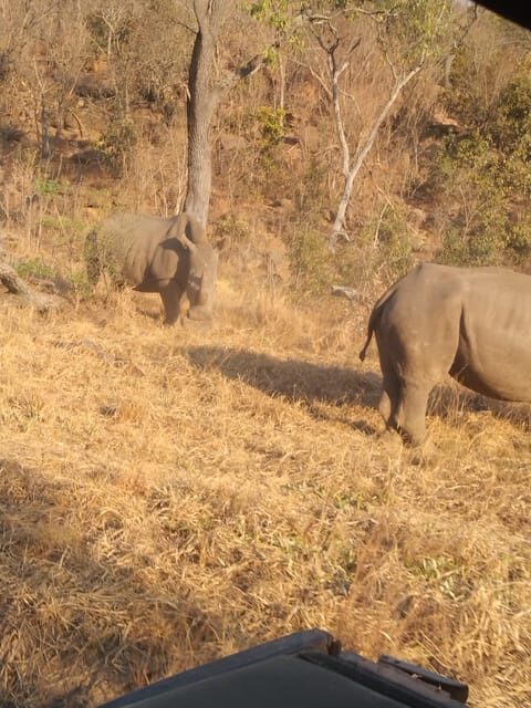 5 Days 4 Nights Safari Tour In Madikwe And Pilanersbeg - An In-Depth Look at the 5-Day Safari Experience