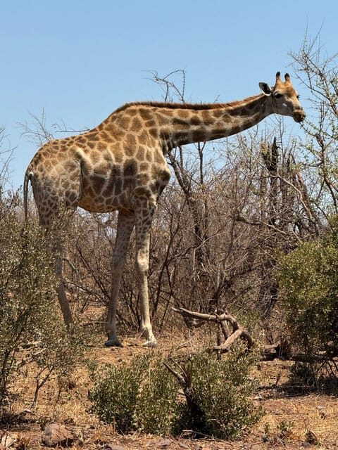 5 Days 4 Nights Safari Tour In Madikwe And Pilanersbeg - What Travelers Are Saying