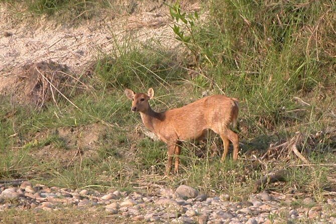 5 Days Bardia National Park Tour with Palpa Overnight Stay - Whats Included and What to Keep in Mind