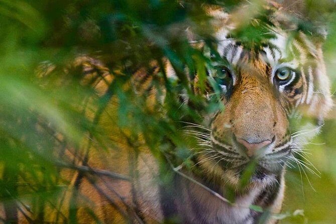5 Days Golden Triangle Tour and Ranthambore Wildlife Safari - What We Can Say About the Overall Value
