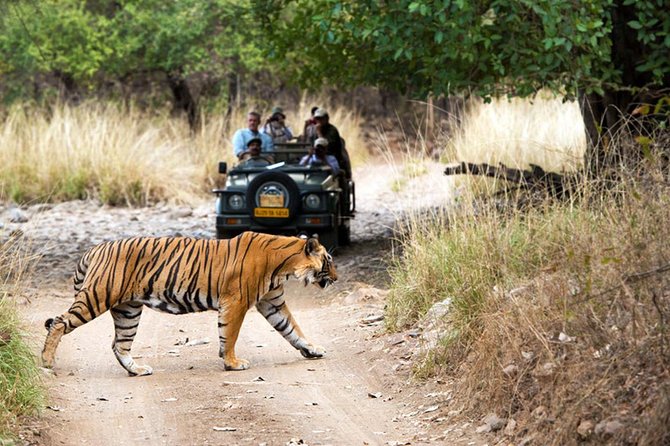 5 Days Golden Triangle Tour with Ranthambore Tiger Safari - Final Thoughts