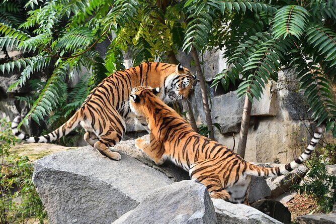 5 Days Golden Triangle Tour with Ranthambore(Delhi Agra Jaipur Ranthambore Tour) - Day 3: Wildlife Safari in Ranthambore National Park