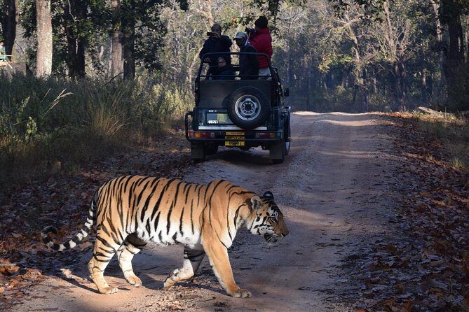 5 Days Golden Triangle with Ranthambore Tiger Safari - An In-Depth Look at the Itinerary
