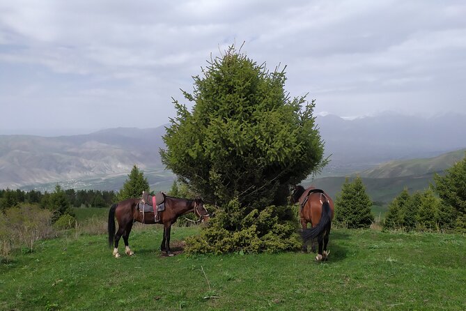 5 days Natural wonders of Issyk-Kul, Son-Kul and Chon-Kemin - Transportation and Logistics