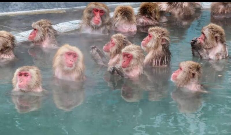 5-Days Private Tour Tokyo, Mt Fuji, Nikko, Hakone and Nagano - Day 2: Mount Fuji