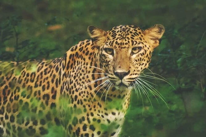 5 Days - Private Wildlife Photography Tour with Unique Accommodation options - Final Thoughts: Who Will Appreciate This Tour?