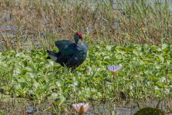 5 Days - Private Wildlife Photography Tour with Unique Accommodation options - Final Words