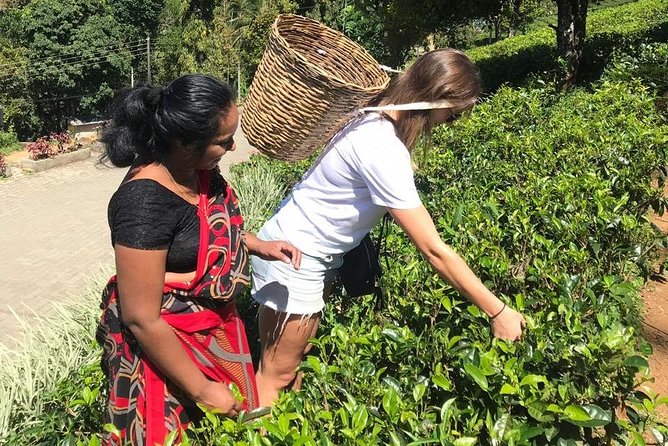 5 Days Tour in Sri Lanka (Hotels with Breakfast & Luxury Car) - FAQ