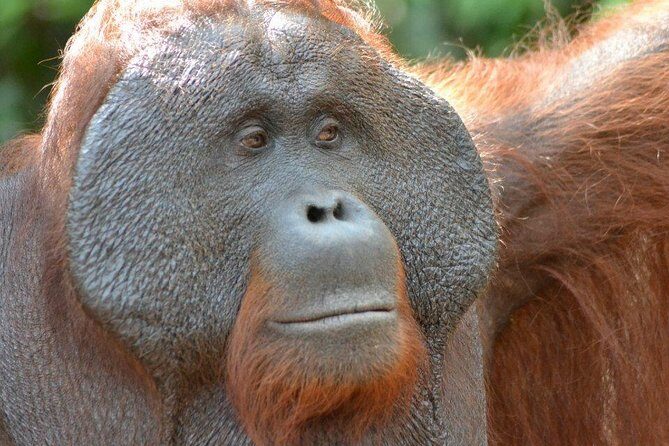 5 Days Truly Orangutan Wildlife Jungle Trail - Introducing the 5 Days Truly Orangutan Wildlife Jungle Trail