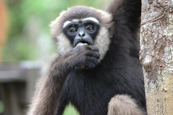 5 Days Truly Orangutan Wildlife Jungle Trail - FAQ