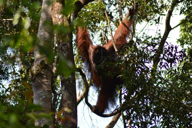 5 Days Truly Orangutan Wildlife Jungle Trail - Final Words