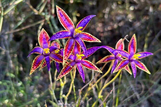 5 Days Walking with Wildflowers - Fitzgerald Biosphere - Key Points