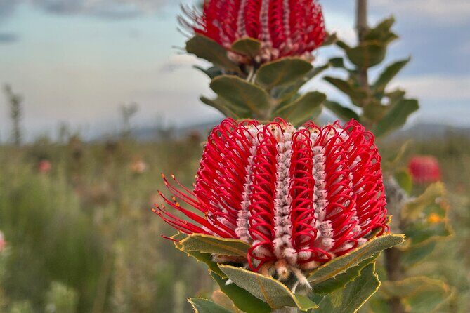 5 Days Walking with Wildflowers - Fitzgerald Biosphere - What Makes This Tour Special