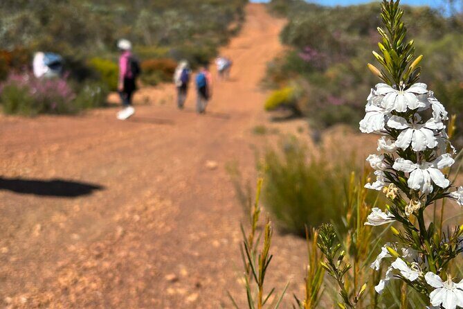 5 Days Walking with Wildflowers - Fitzgerald Biosphere - Authentic Feedback & Real Experiences