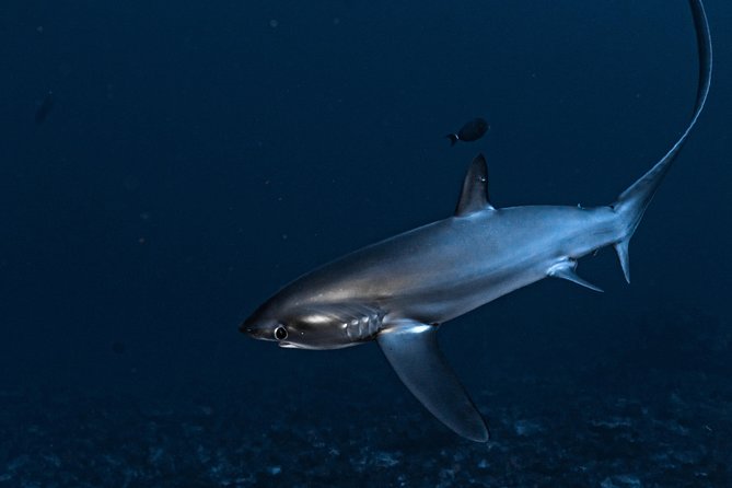 5 Fun Dives in Nusa Lembongan (for certified divers) - Swim with a Mola Mola - What’s Included and What to Expect