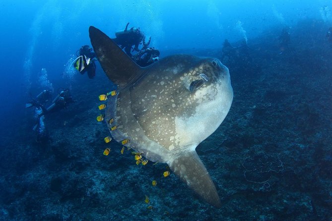 5 Fun Dives in Nusa Lembongan (for certified divers) - Swim with a Mola Mola - The Marine Life and Underwater Highlights
