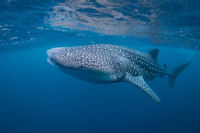 5 Fun Dives in Nusa Lembongan (for certified divers) - Swim with a Mola Mola - Who Will Love This Tour?