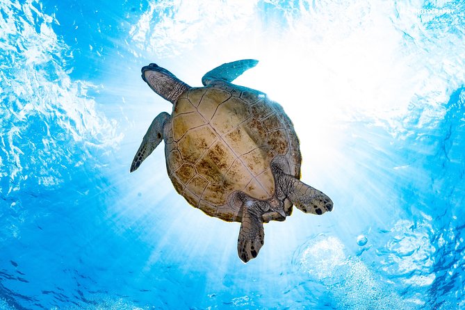 5 Fun Dives in Pemuteran (for certified divers) - Exploration in Menjangan Park - FAQ