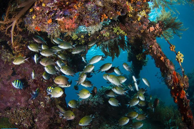 5 Fun Dives in Tulamben (for certified divers) - Discover famous diving sites - Practical Tips for Participants