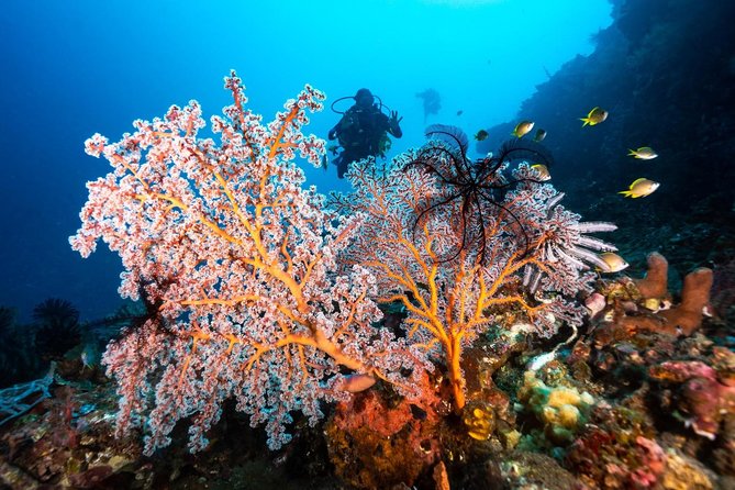 5 Fun Dives in Tulamben (for certified divers) - Discover famous diving sites - Frequently Asked Questions