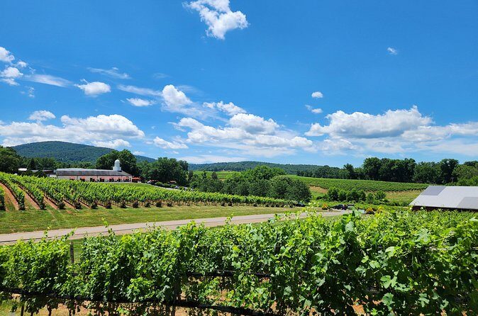 5 Hour Historic Thomas Jefferson Wine Tour - The Experience from Real Travelers’ Perspectives