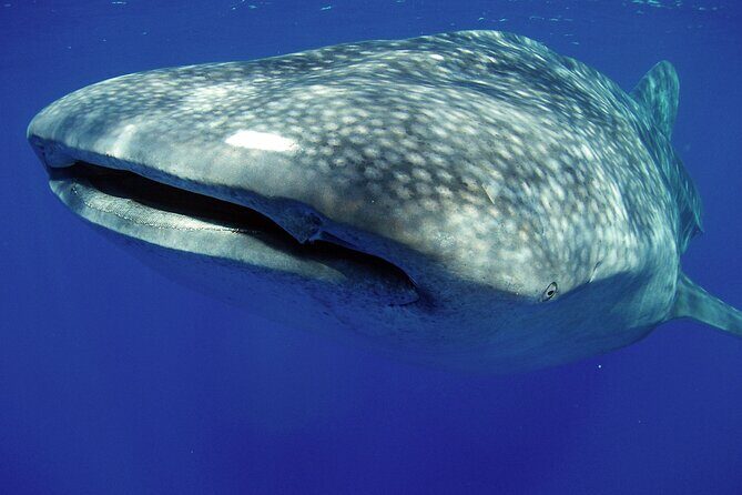 5-Hour Kona Private Boat Charter - An In-Depth Look at the Itinerary