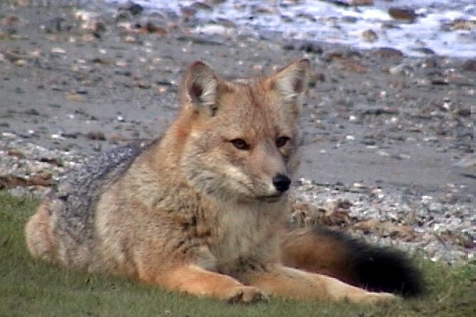 5-Hour National Park + City Tour - USHUAIA (Private Tour) - Highlights of the Experience