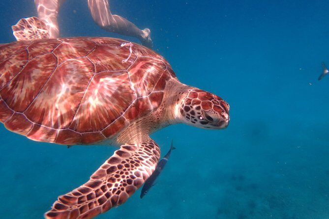 5-Hour Small-Group Catamaran Cruise from Bridgetown with Lunch - FAQ