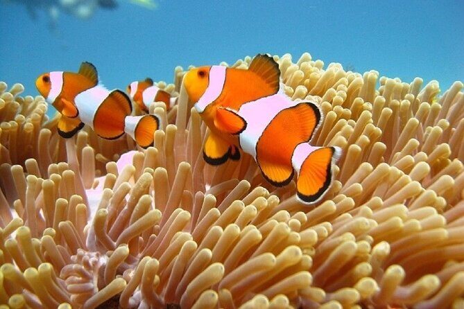 5 Hours Bali Blue Lagoon Snorkeling Tour Including Tanjung Jepun - Exploring the 5 Hours Bali Blue Lagoon Snorkeling Tour Including Tanjung Jepun