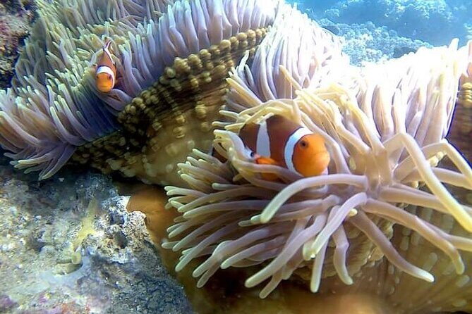 5 Hours Bali Blue Lagoon Snorkeling Tour Including Tanjung Jepun - What Makes This Tour Stand Out?