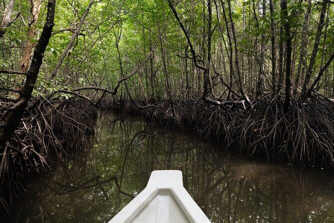 5 Hours Mangrove Boat Tour in Langkawi - Bat Cave and Crocodile Cave