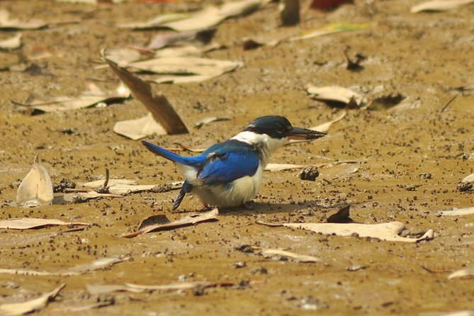 5 Hours Sharing Basis Kilim Mangrove Safari Boat Tour in Langkawi - Itinerary Breakdown