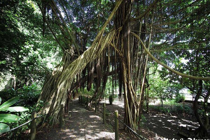 5 Hours Tahiti Island Tour - West and East Coast - FAQs