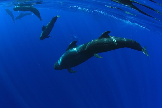 5 Hrs. Watching and Listening Whales and Dolphins Visiting Los Gigantes - Key Points