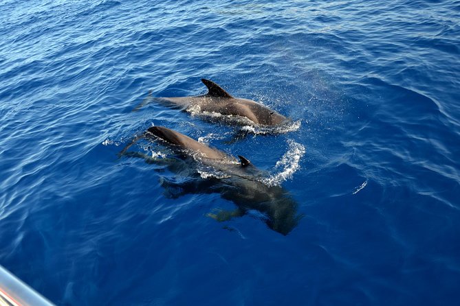 5 Hrs. Watching and Listening Whales and Dolphins Visiting Los Gigantes - Traveler Reviews and Feedback