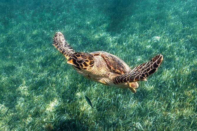 5-in-1 Cancun Snorkeling Tour with Sea Life & Transport Included - What’s Included and What’s Not