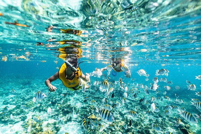 5-in-1 Cancun Snorkeling: Turtles, Reef, Musa, Shipwreck, Cenote - The Value Proposition