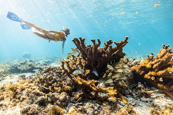 5-in-1 Cancun Snorkeling: Turtles, Reef, Musa, Shipwreck, Cenote - Who This Tour Is Best For