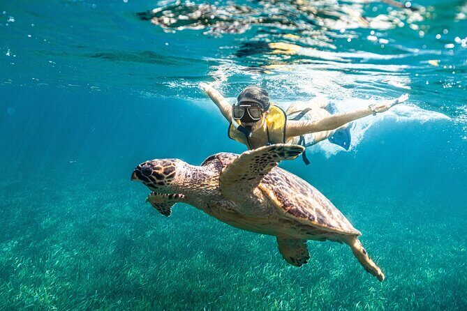 5-in-1 Cancun Snorkeling: Turtles, Reef, Musa, Shipwreck, Cenote - FAQs