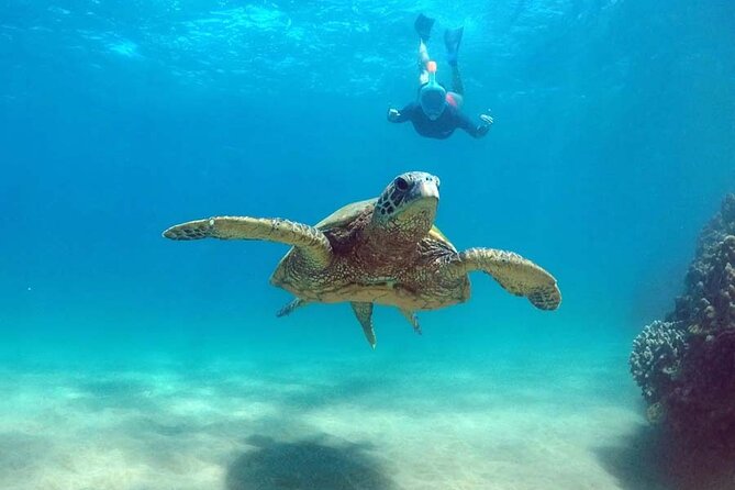 5 in 1 Deluxe Cruise: Turtle Snorkeling, Activities and Pick-Up - Engaging Activities on the Catamaran