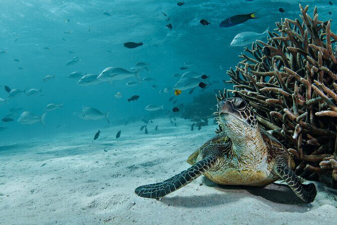 5 Night Ningaloo Reef Ningaloo Escape from Coral Bay - Summary: Who Is This Tour Perfect For?