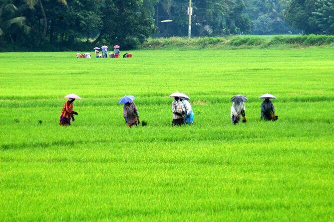 5 Nights 6 Days in Kerala Hills and Backwaters - Key Points