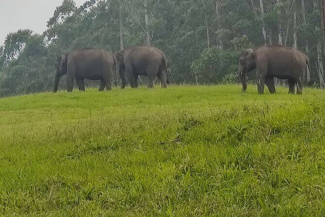 5 Nights 6 Days in Kerala Hills and Backwaters - A Thorough Breakdown of the Itinerary