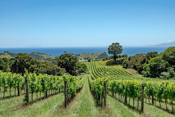 5 or 7 hour Far End of Waiheke Scenic Wine Tour in Electric Vans - The Overview: Why This Tour Stands Out