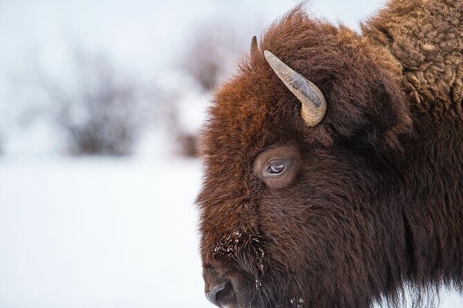 5 Person Full Day PRIVATE Yellowstone Tour- Picnic, Binoculars, Scope, Huge Van - FAQ